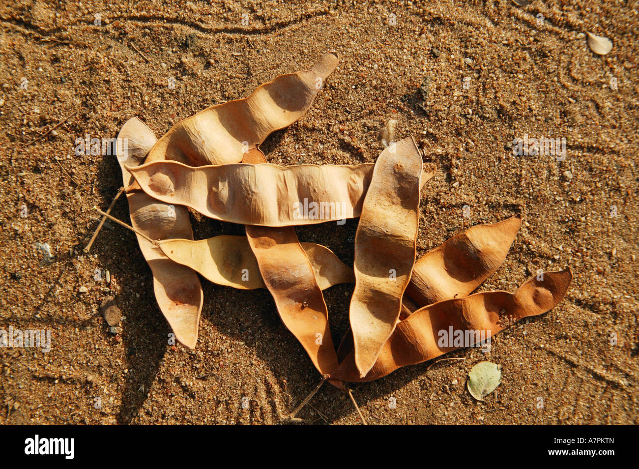 Dried seed pods from a common false thorn Albizia harveyi lying on the ...