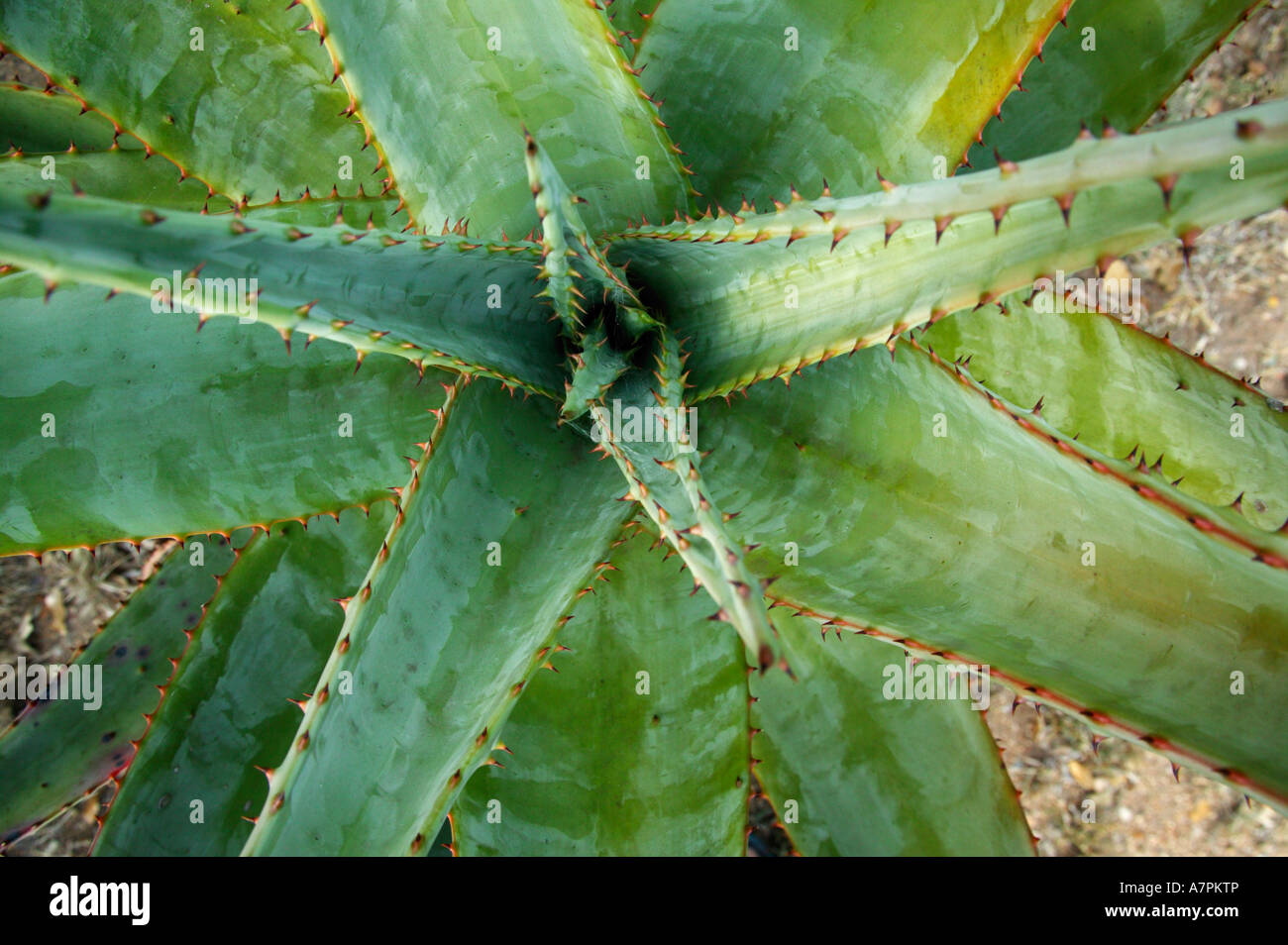 Leaves of the mountain aloe marlothii viewed from above Sabi Sand Game ...