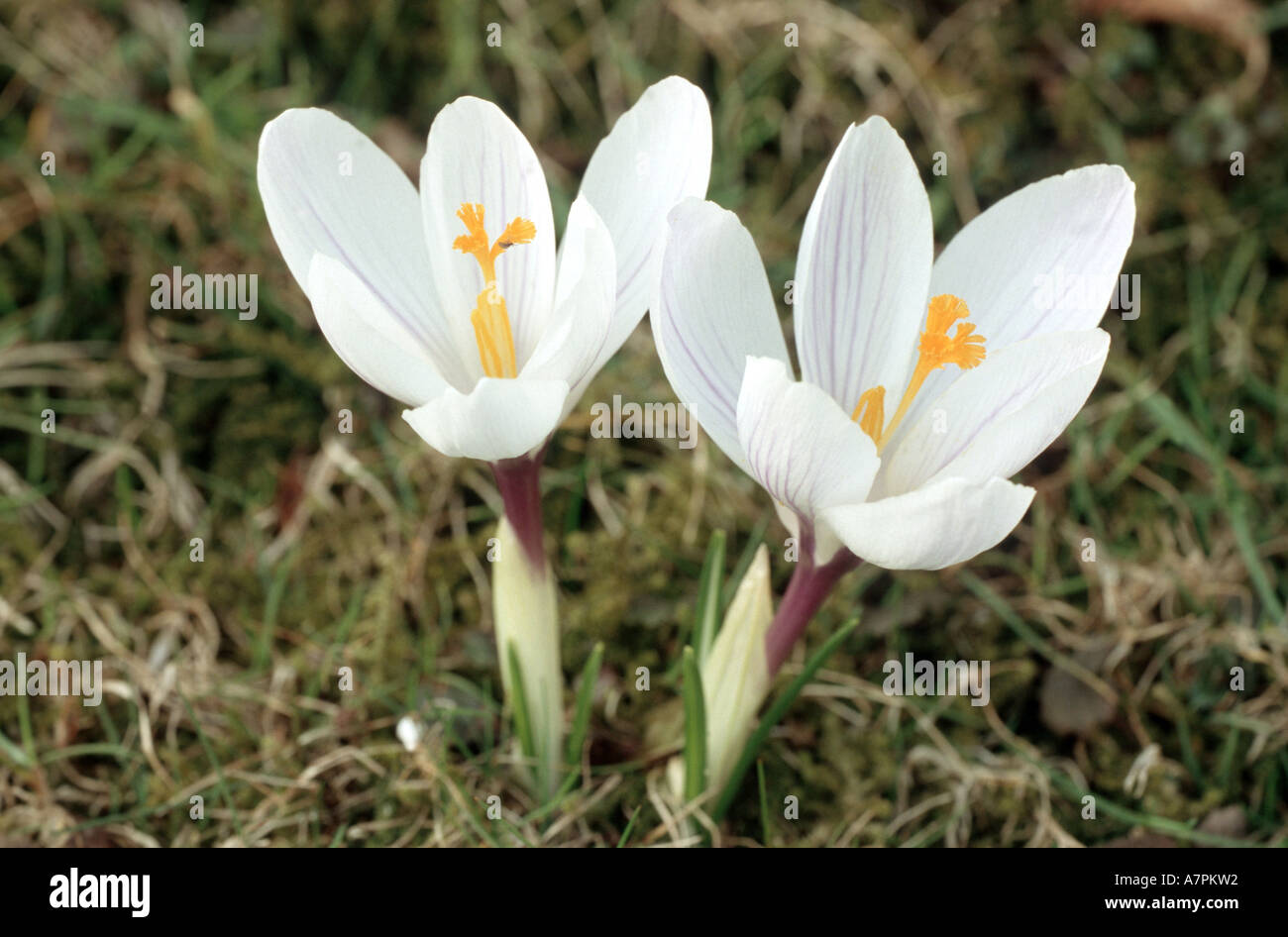 Section crocus hi-res stock photography and images - Alamy
