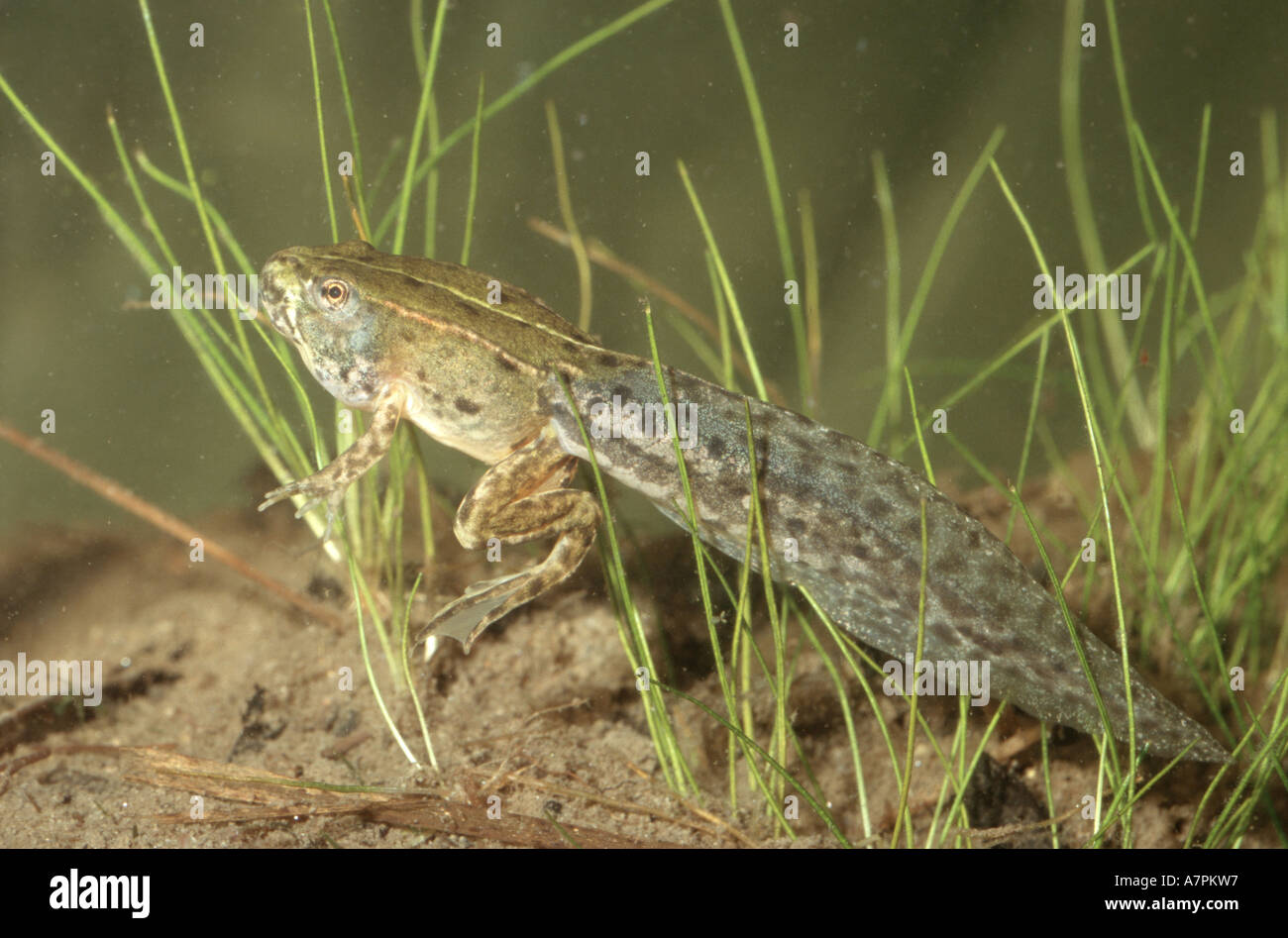 European edible frog (Rana esculenta), pollywog with four legs, Germany ...
