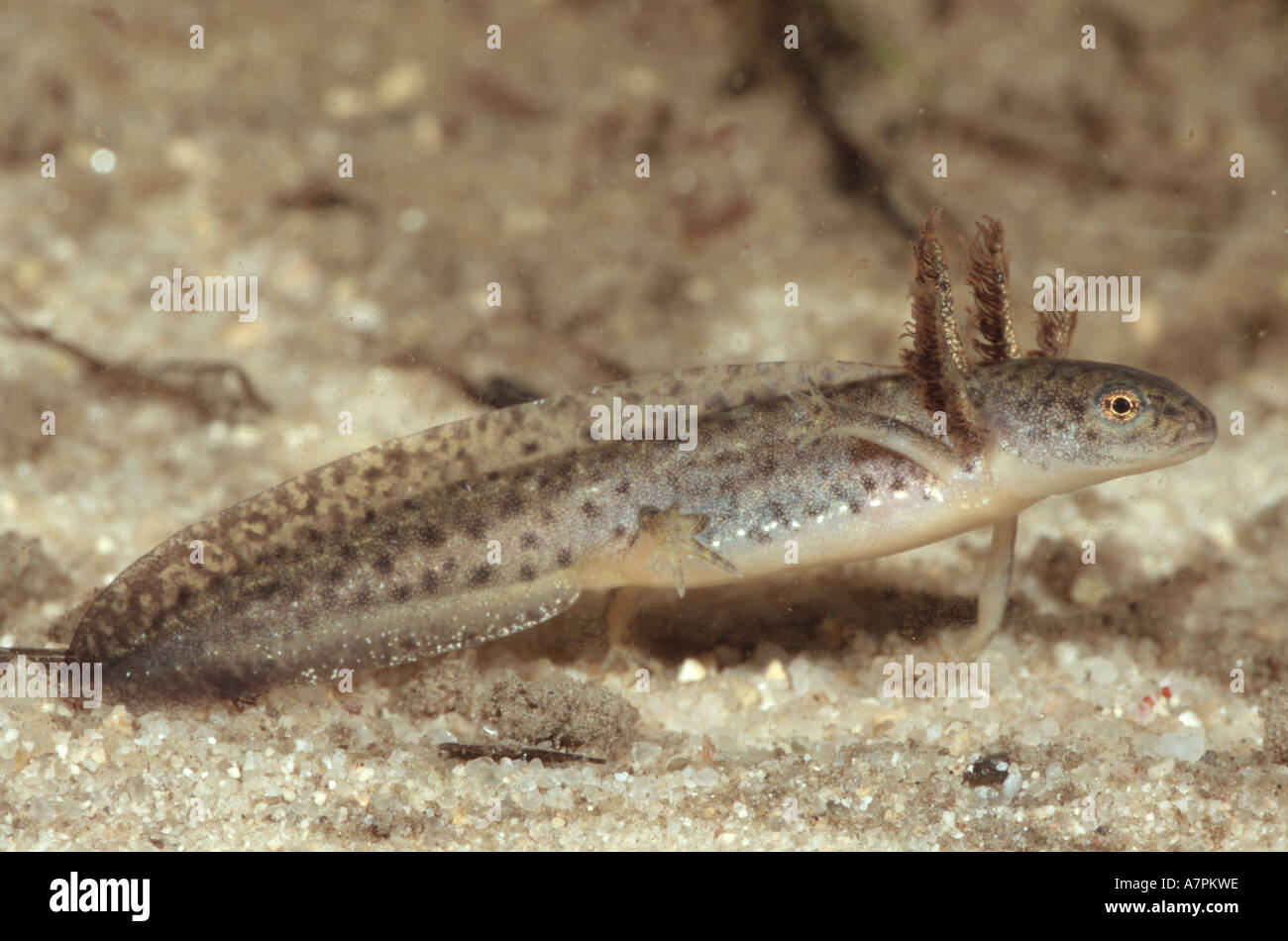 alpine newt (Triturus alpestris), larva with four legs, Germany ...