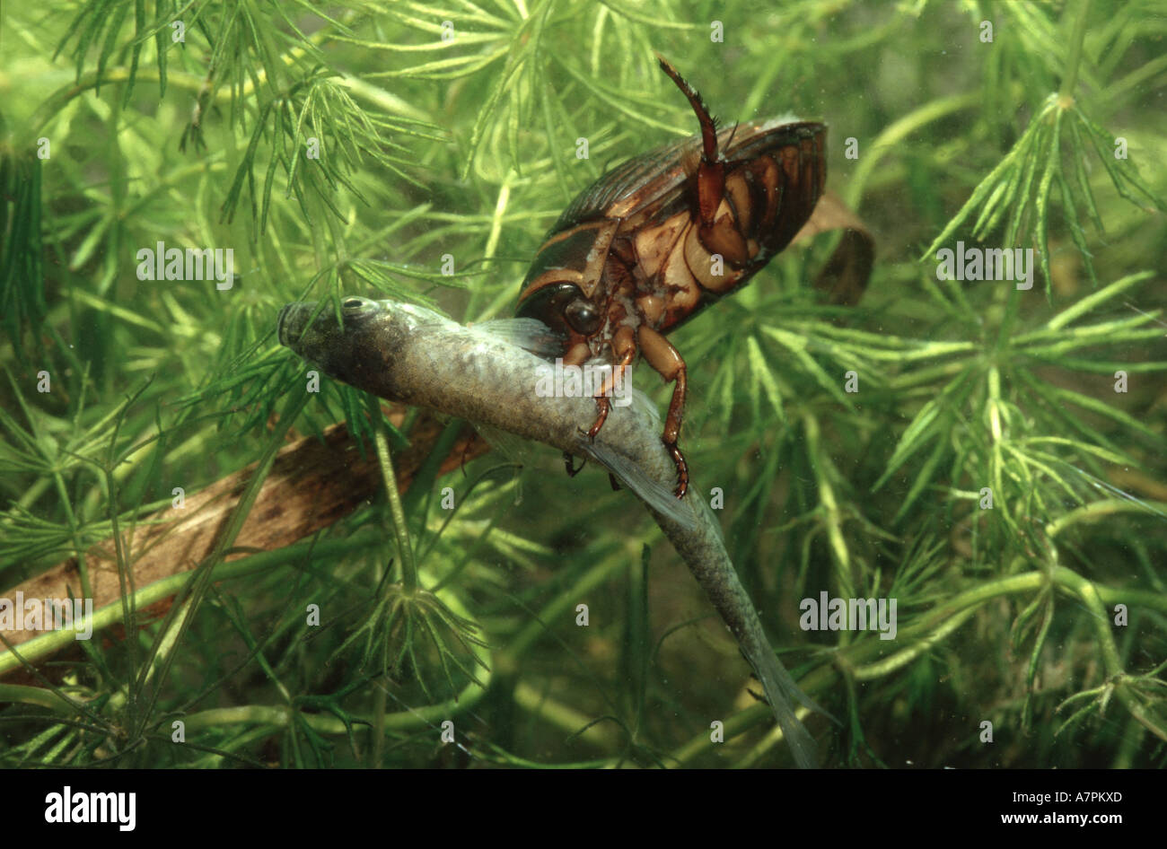 great diving beetle (Dytiscus marginalis), with captured teleost fish ...