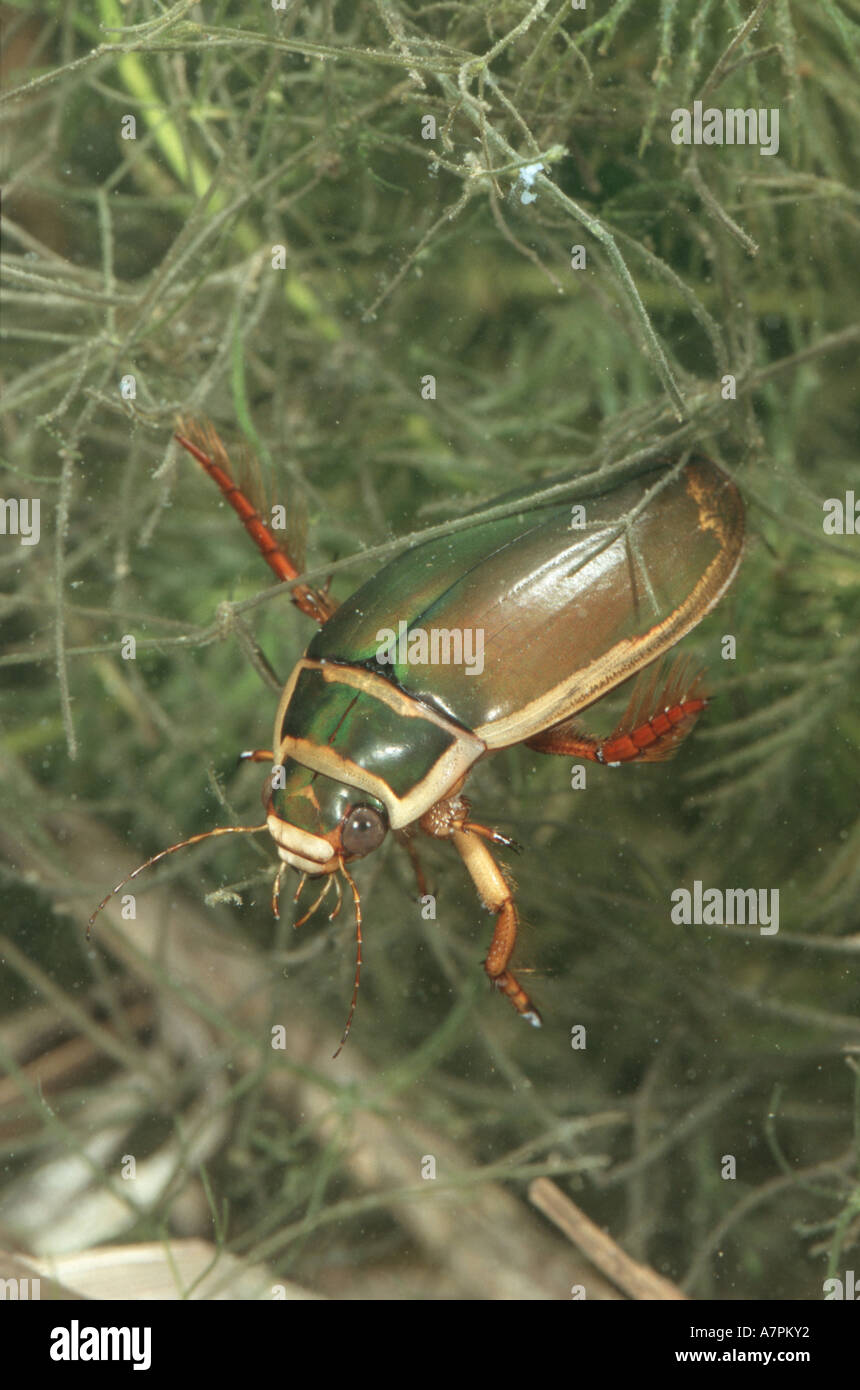 Diving beetle catching fish hi-res stock photography and images - Alamy