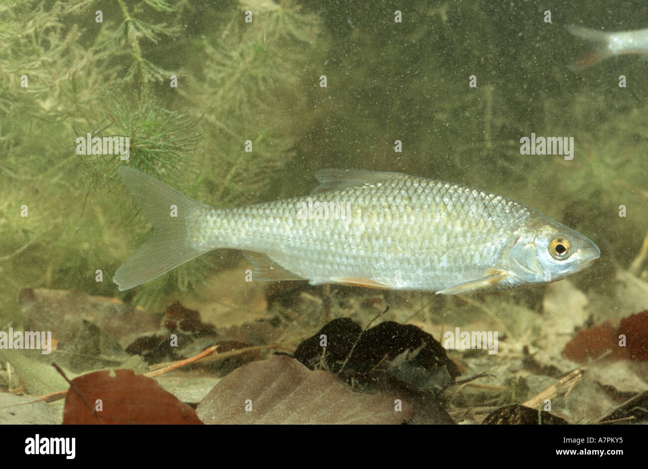 Caliginous water hi-res stock photography and images - Alamy