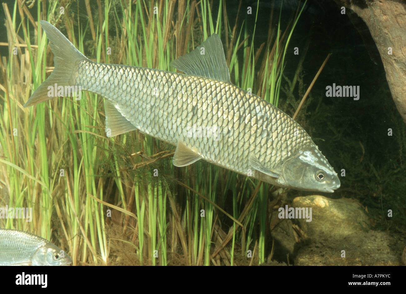 Danubian roach (Rutilus pigus virgo), in water, Slovenia Stock Photo ...