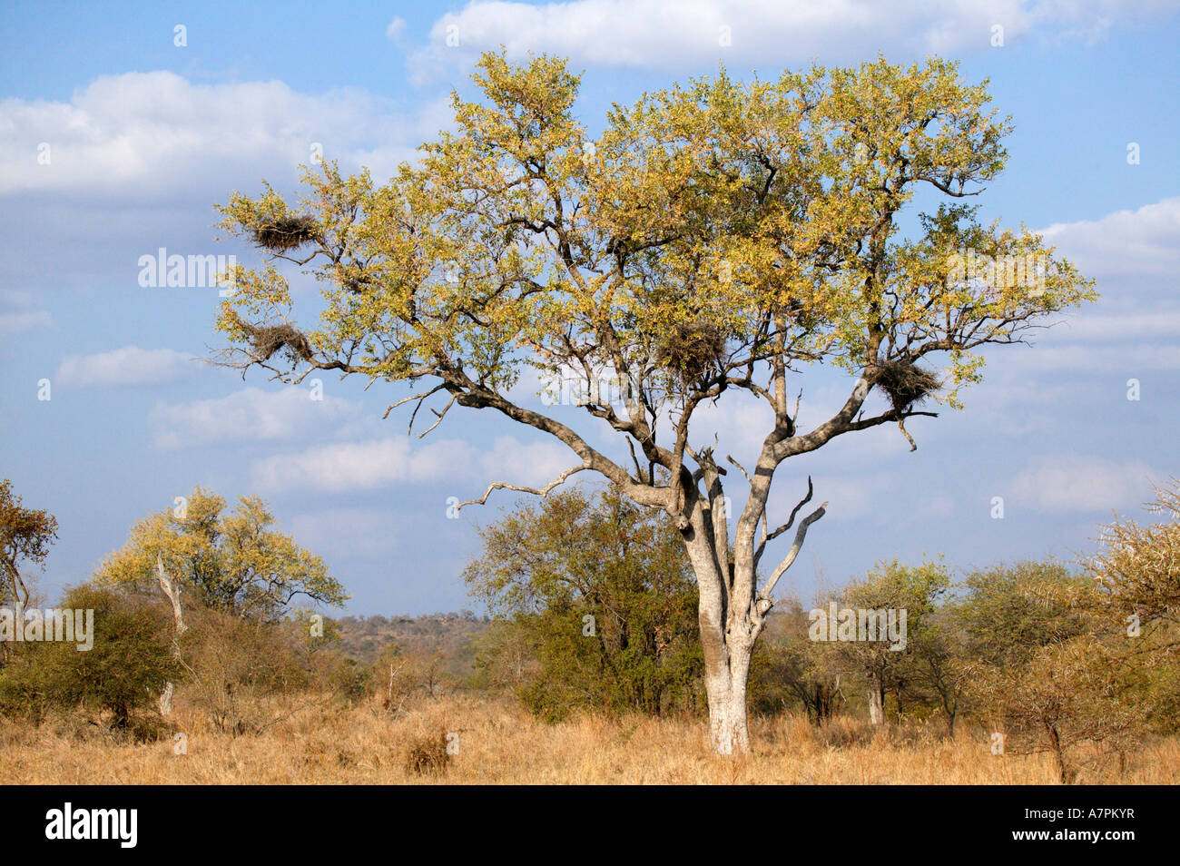 Leadwood tree Combretum imberbe in dry bushveld Kruger National Park ...