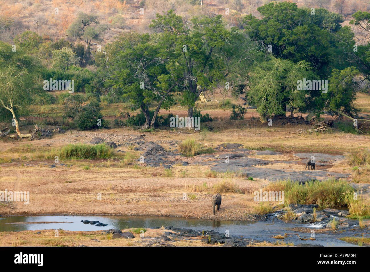 A wide view of two elephants walking down to the Olifants river to ...