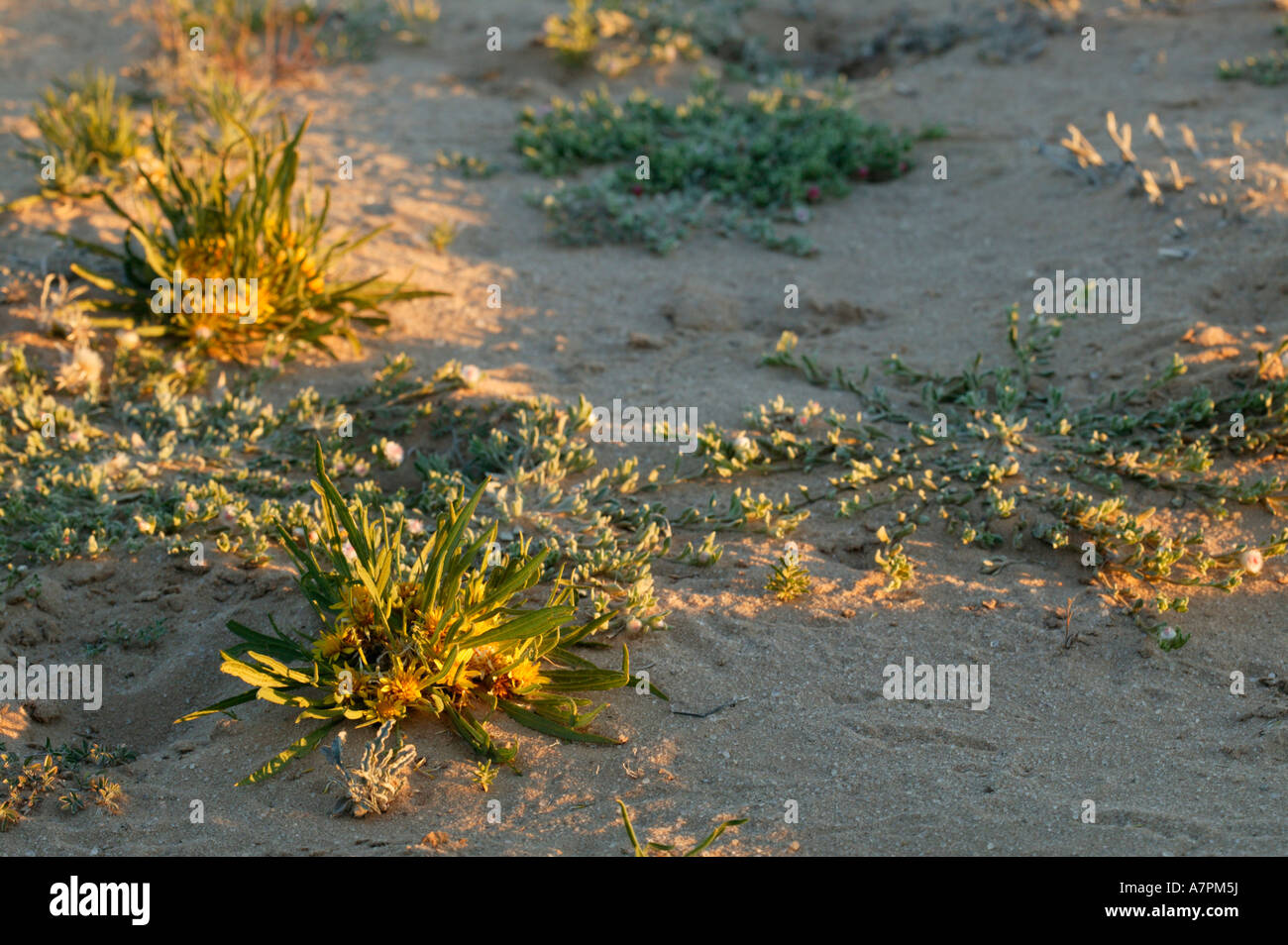 Flower of the kalahari hi-res stock photography and images - Alamy