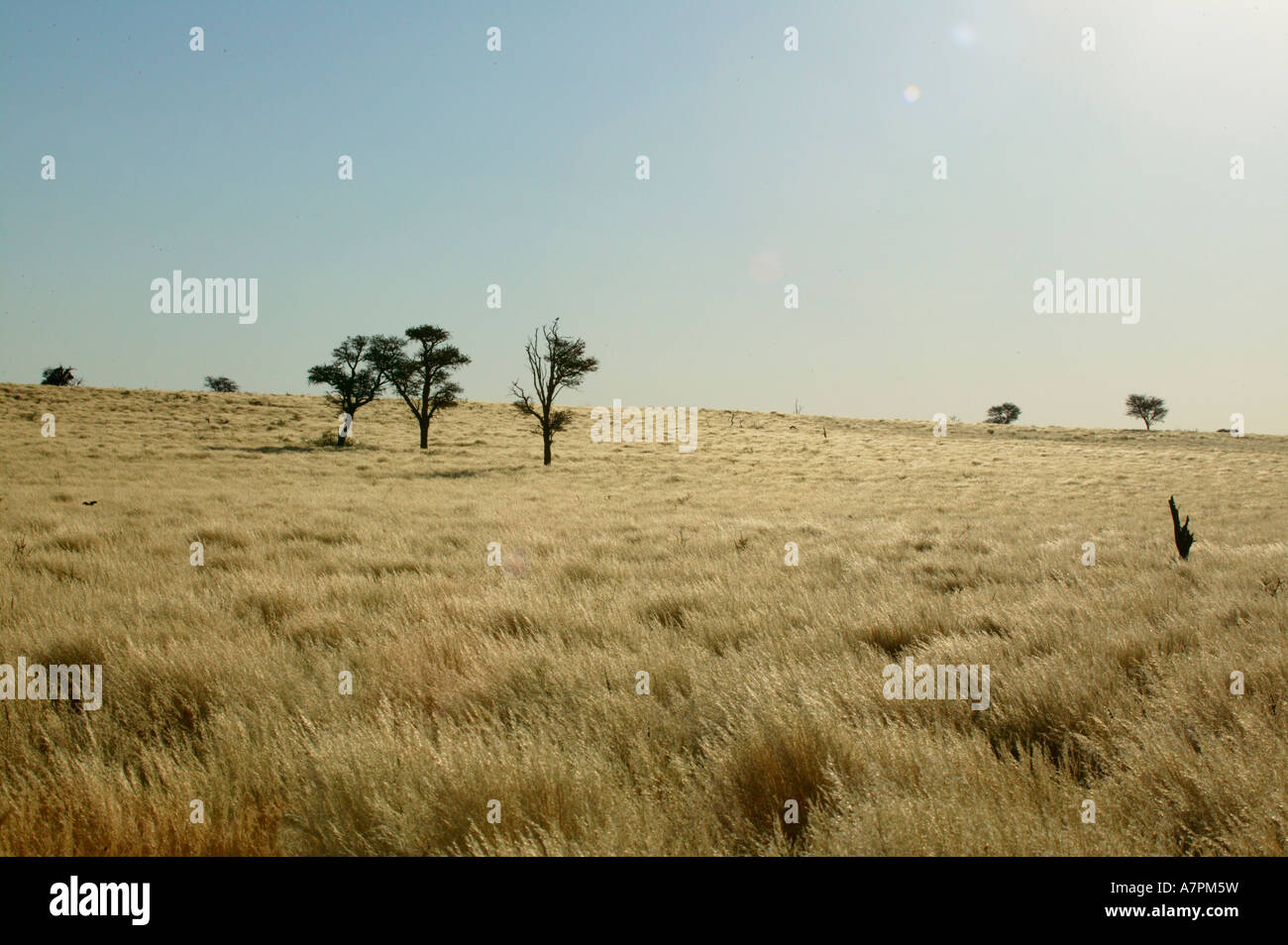 Kalahari grassland with three camel thorn trees after good rains ...