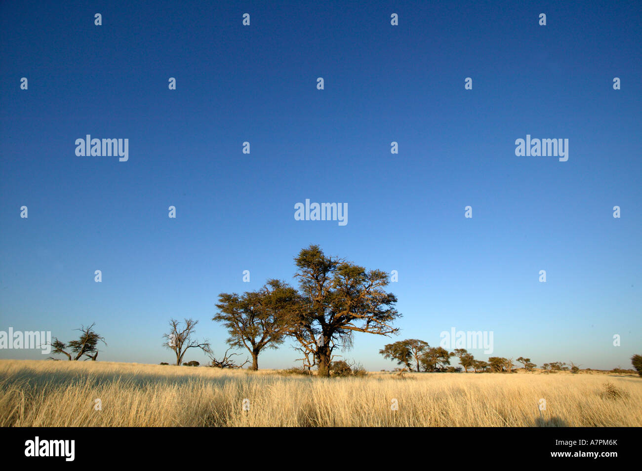 Kalahari grassland scene with Camel thorn trees Acacia erioloba in the ...