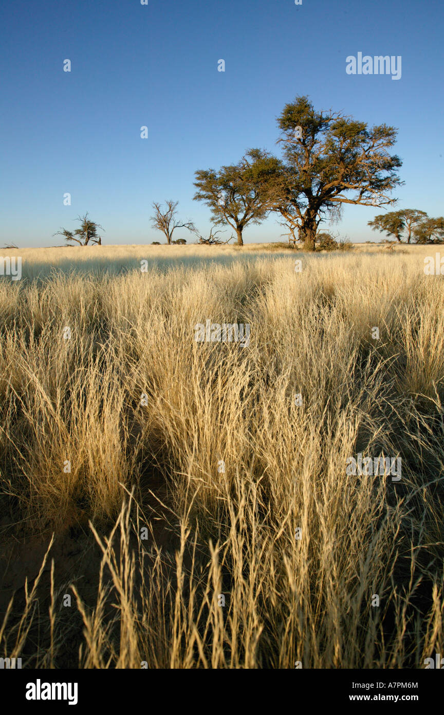 Kalahari grassland scene with Camel thorn trees Acacia erioloba in the ...