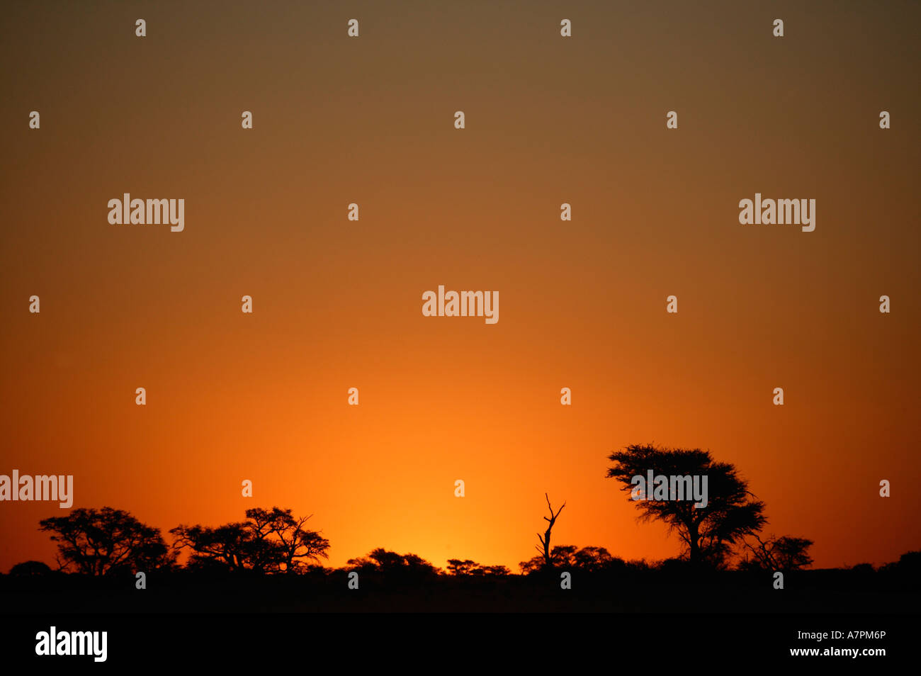 Sunset behind a row of silhouetted Camel thorn trees Acacia erioloba in ...