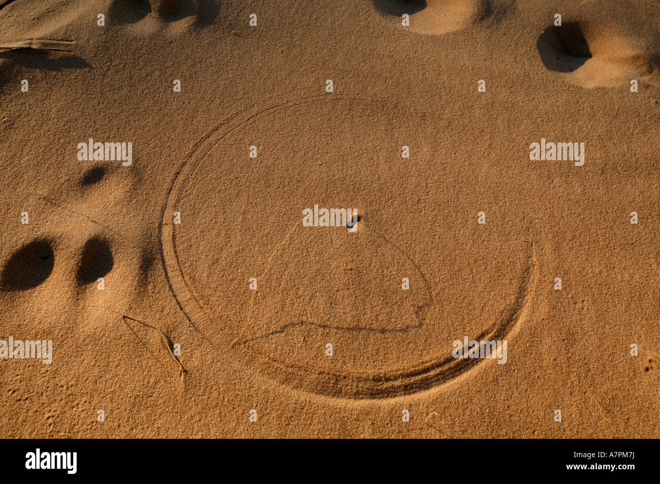 Circular root pattern hi-res stock photography and images - Alamy