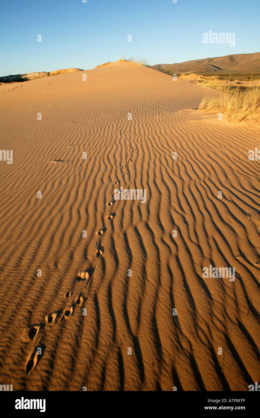 Springbok tracks hi-res stock photography and images - Alamy