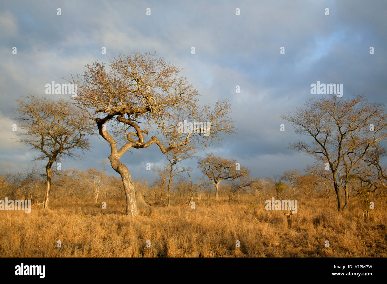 Trees in lowveld bushveld hi-res stock photography and images - Alamy