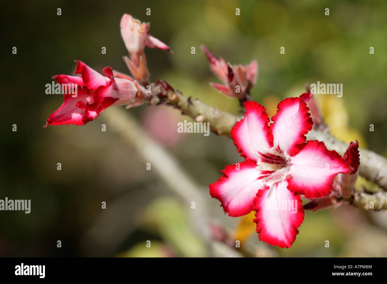 Impala Lily Flower Africa High Resolution Stock Photography and Images ...