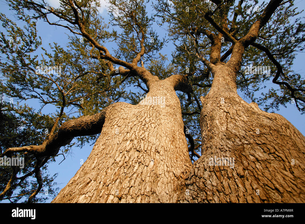 Leadwood tree Combretum imberbe viewed from below Kruger National Park ...