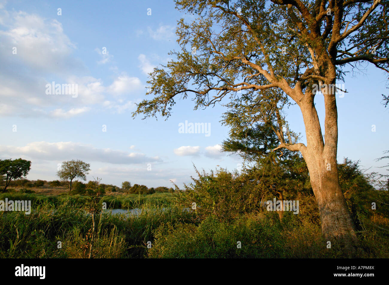 Combretum imberbe leadwood hi-res stock photography and images - Alamy