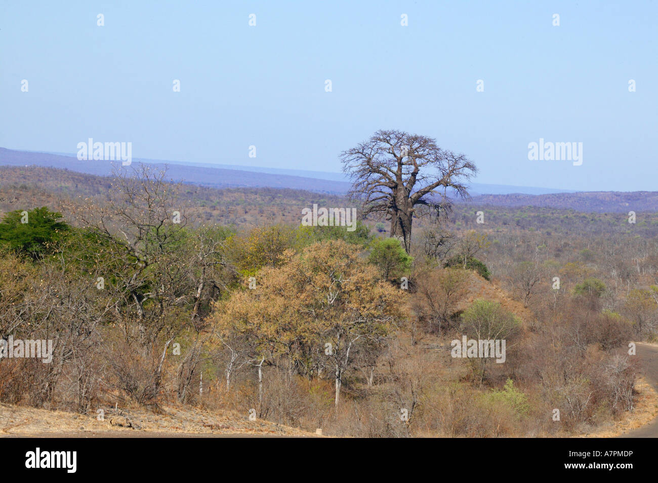A baobab stands out above other vegetation in the rolling hills of the ...