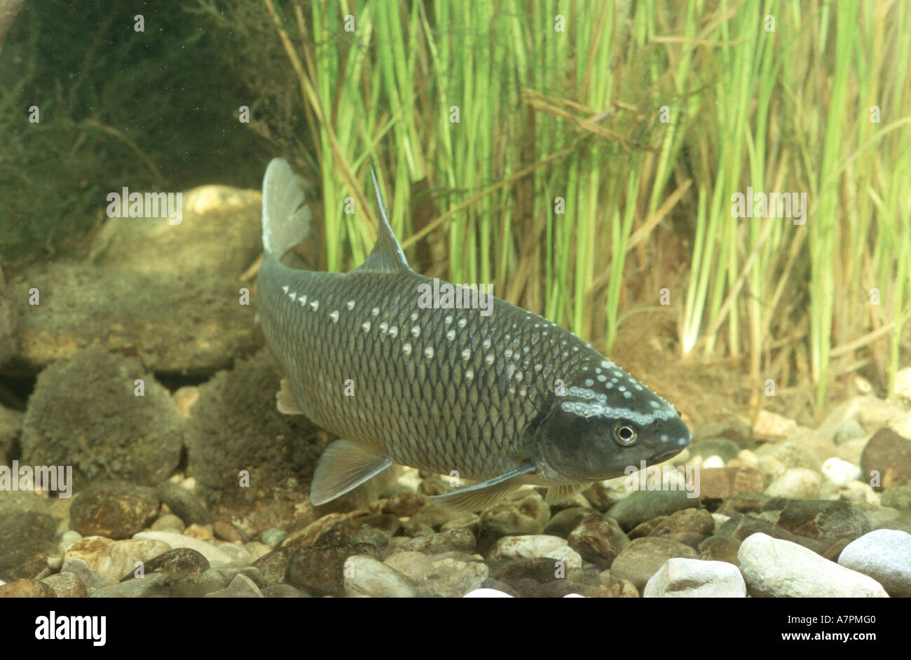 Danubian roach (Rutilus pigus virgo), in water, Slovenia Stock Photo ...