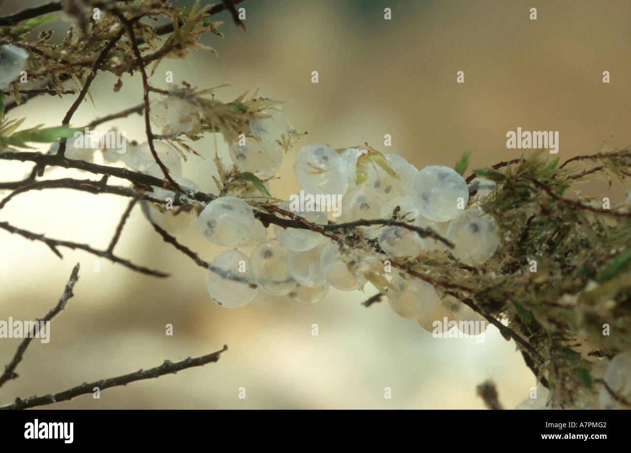 Roach Fish Eggs High Resolution Stock Photography and Images - Alamy