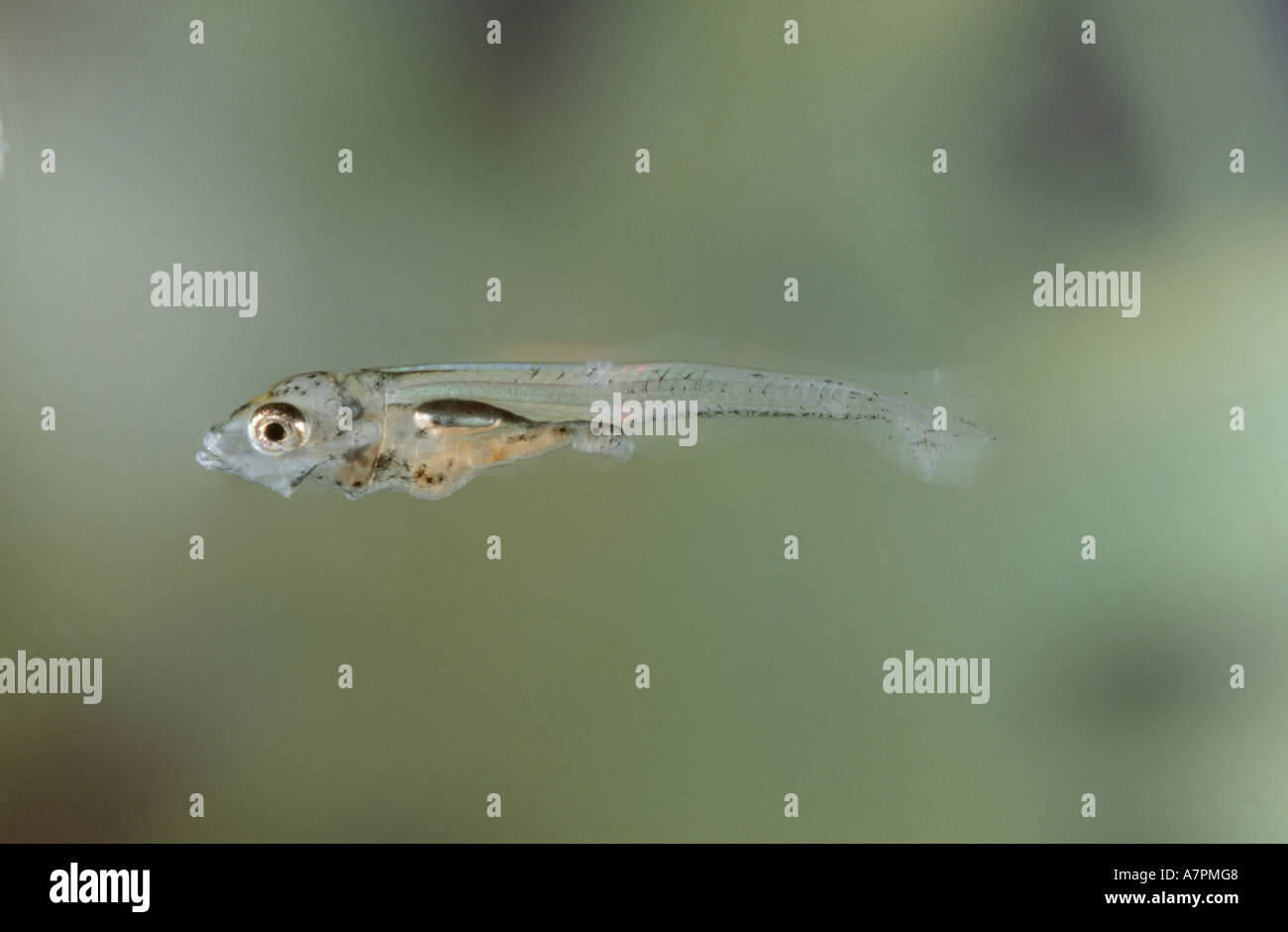 Rutilus pigus virgo hi-res stock photography and images - Alamy