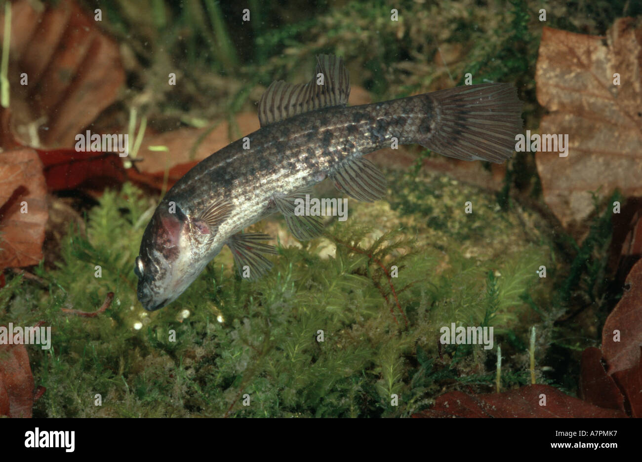 Mudminnow hi-res stock photography and images - Alamy