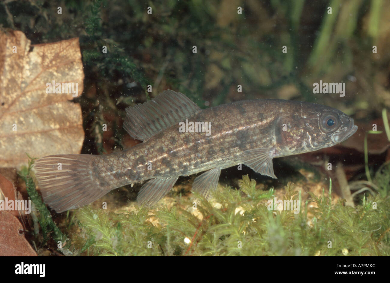 Umbra krameri hi-res stock photography and images - Alamy