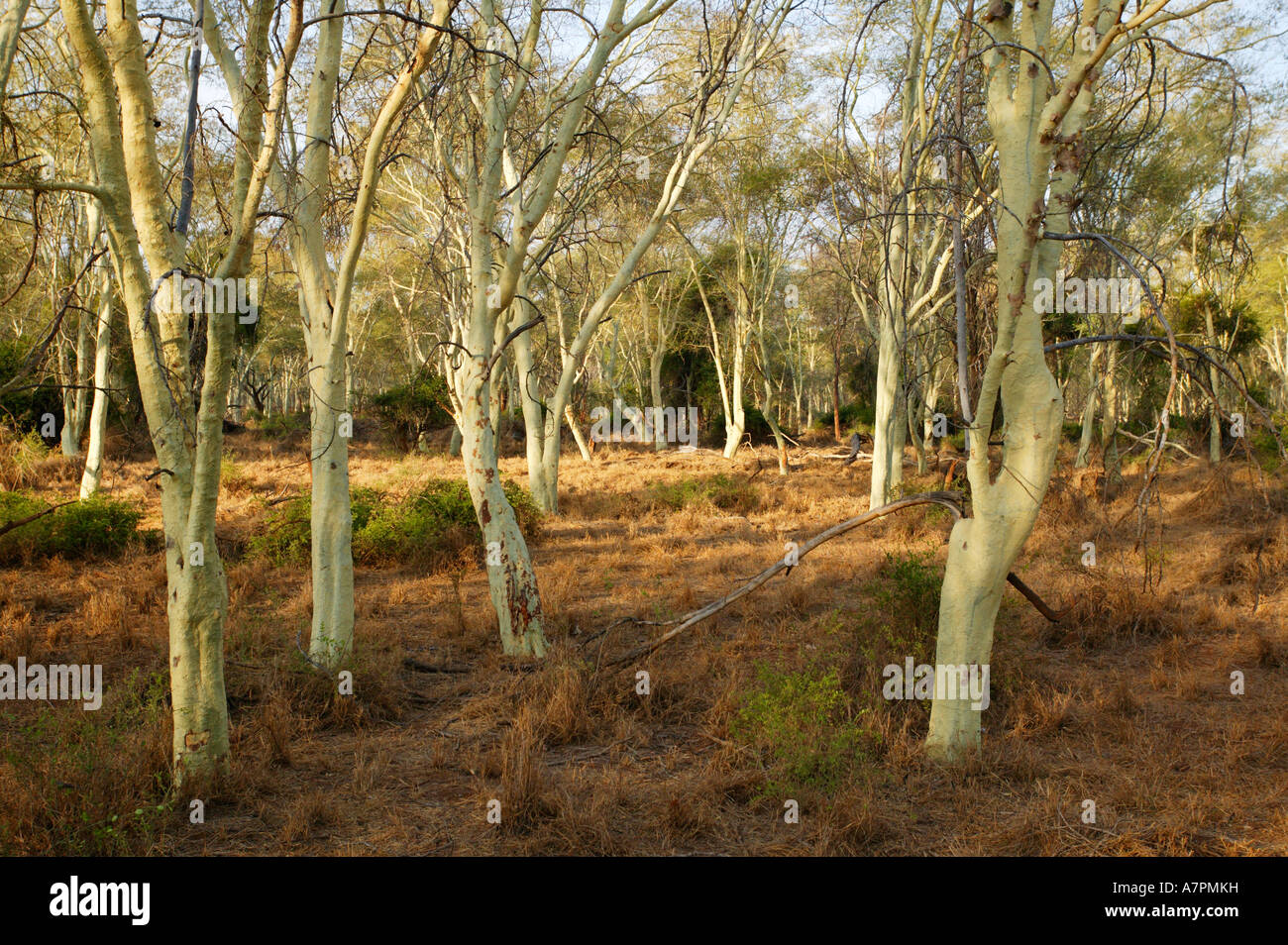 Fever tree forest acacia xanthophloea hi-res stock photography and ...