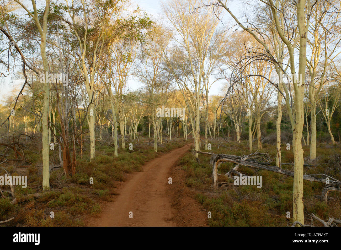 Fever tree forest Acacia xanthophloea with a dirt road meandering ...
