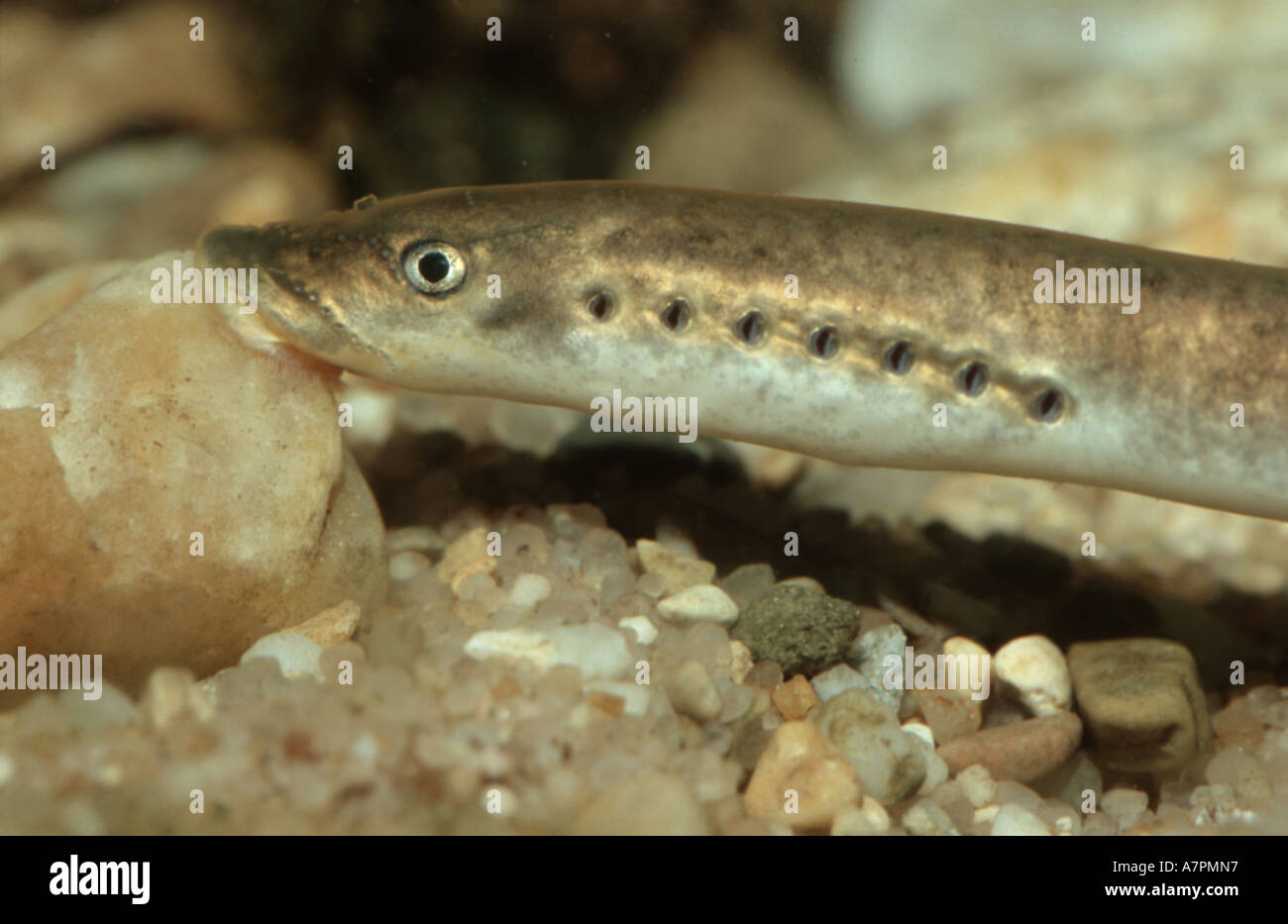 brook lamprey, European brook lamprey (Lampetra planeri), sucking on ...