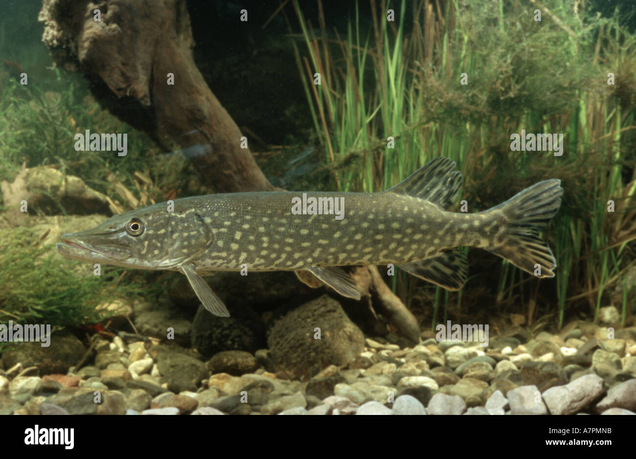 pike, northern pike (Esox lucius), lurking in water, Germany, Bavaria ...