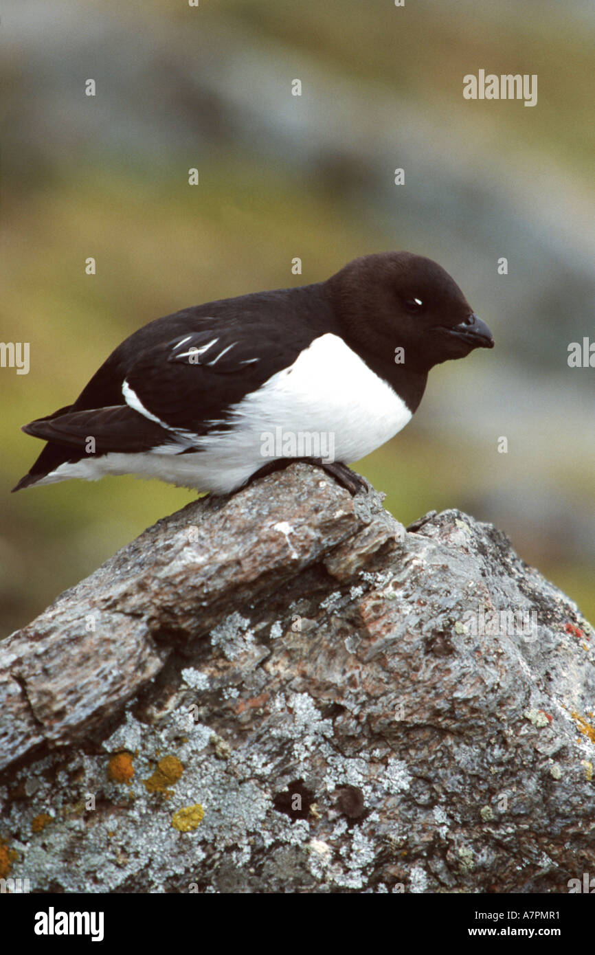 little auk (Alle alle), single individual, sitting on a stone, Norway ...