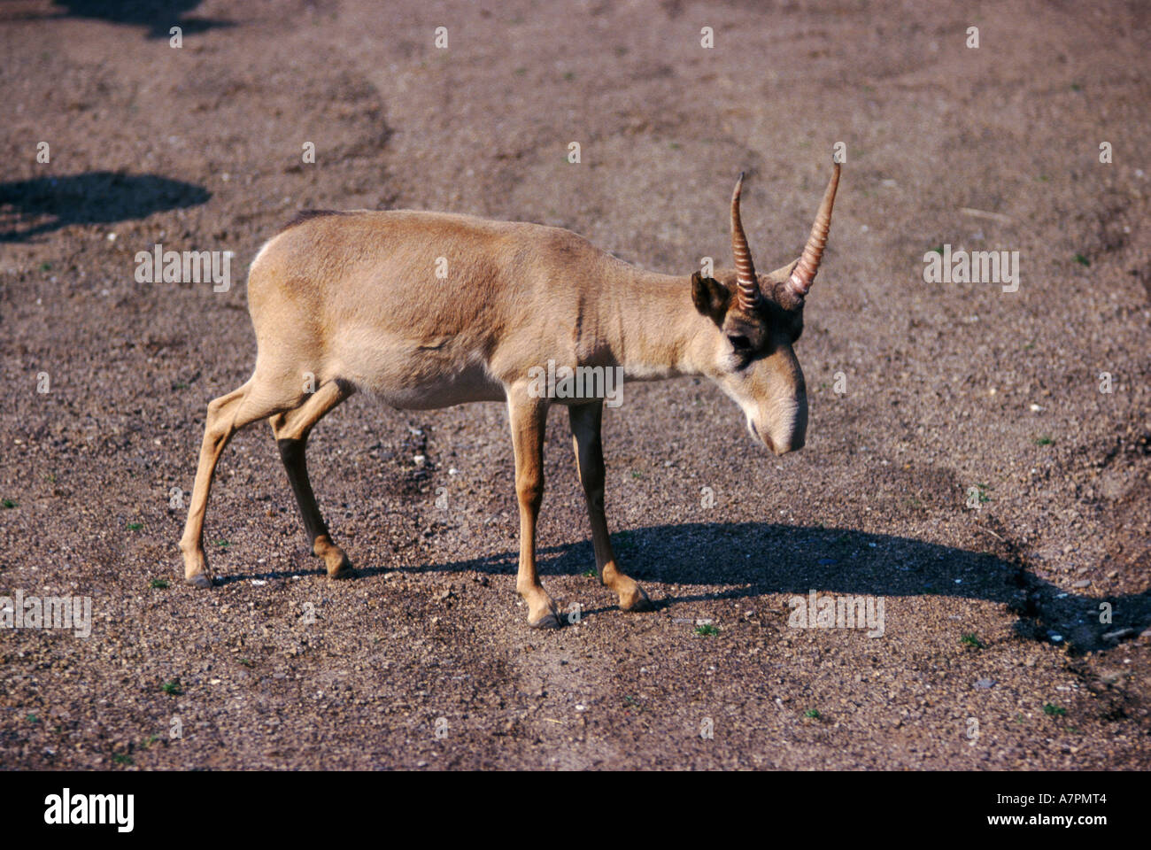 Saiga hi-res stock photography and images - Alamy