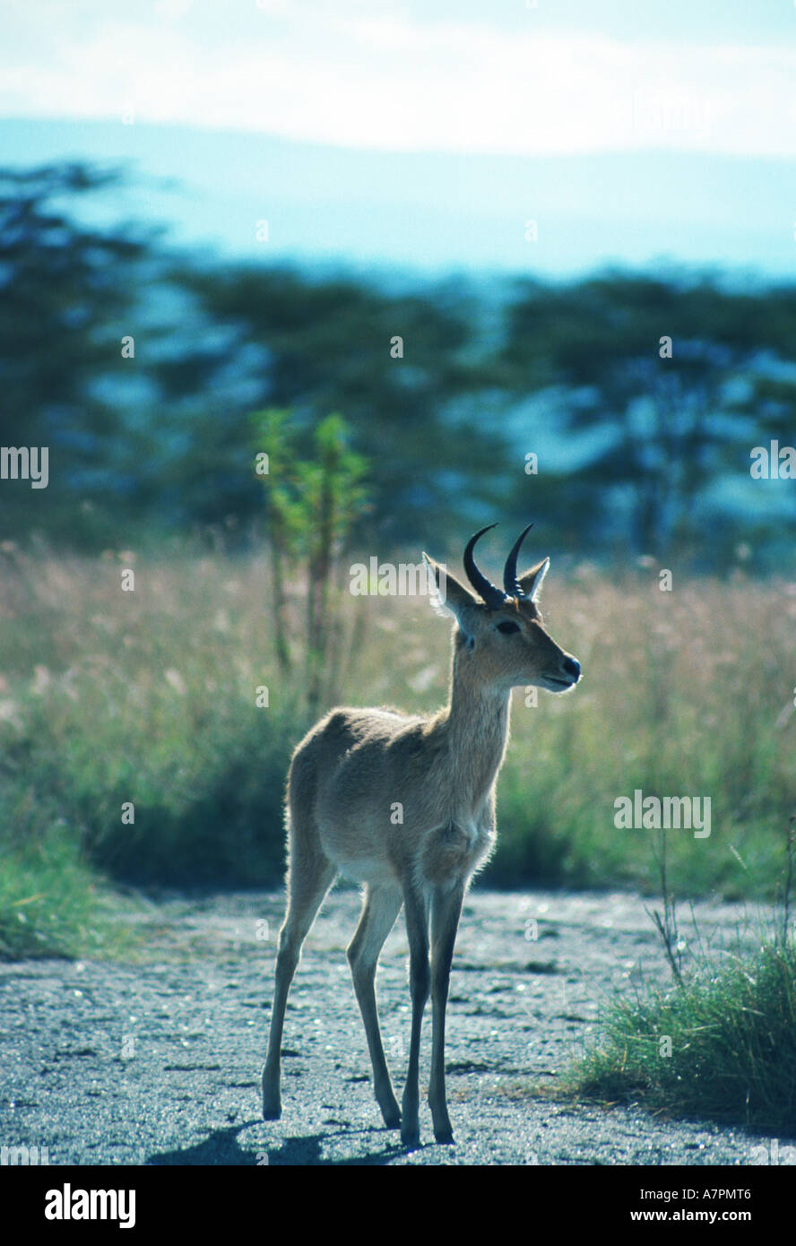mountain reedbuck (Redunca fulvorufula), standing in savanna, frontal ...