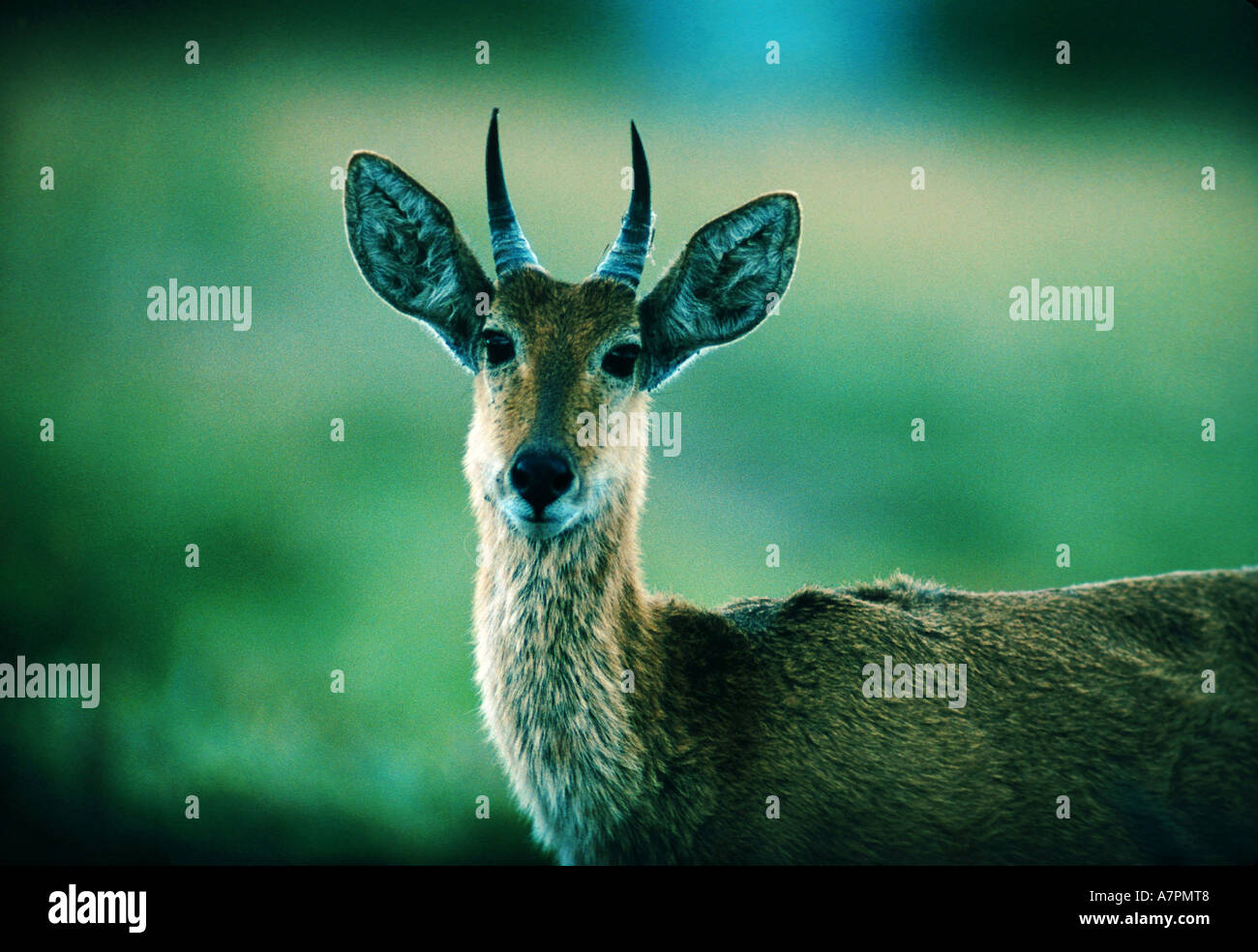 mountain reedbuck (Redunca fulvorufula), portrait, frontal, eye contact ...
