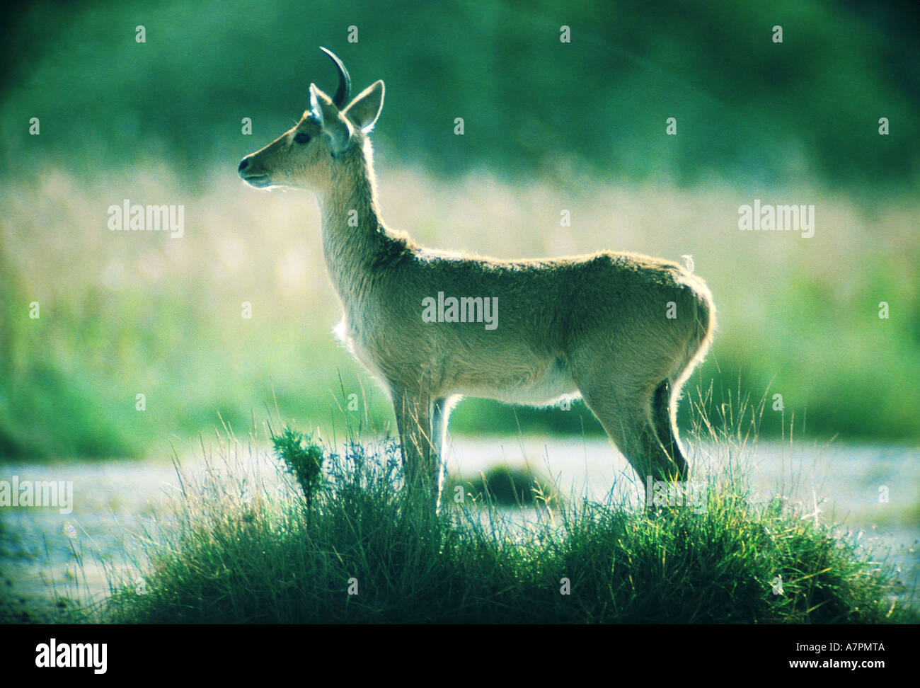 mountain reedbuck (Redunca fulvorufula), standing in savanna, lateral ...