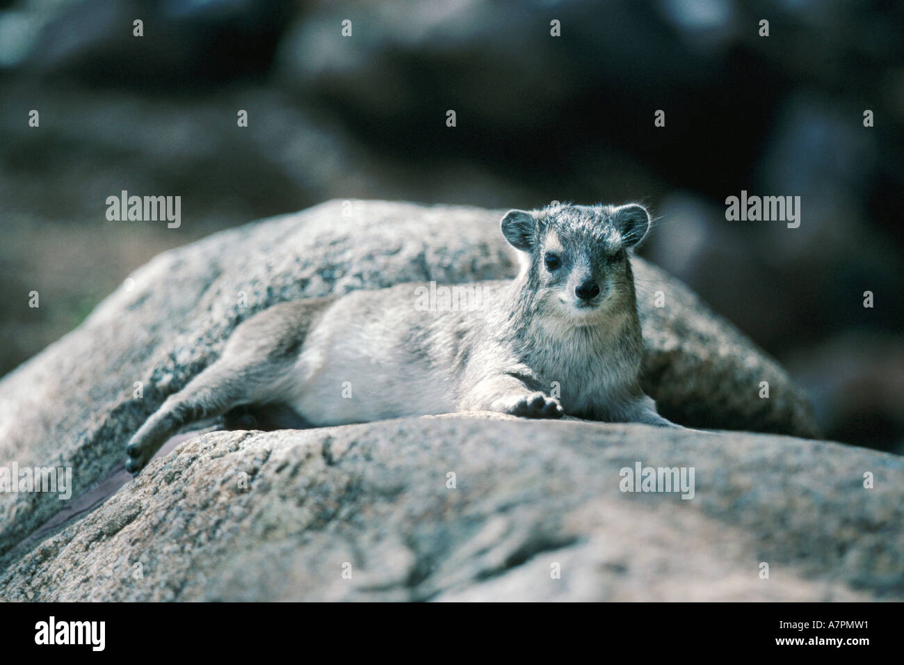 rock rabbit (Heterohyrax syriacus), lying on a stone, frontal Stock ...