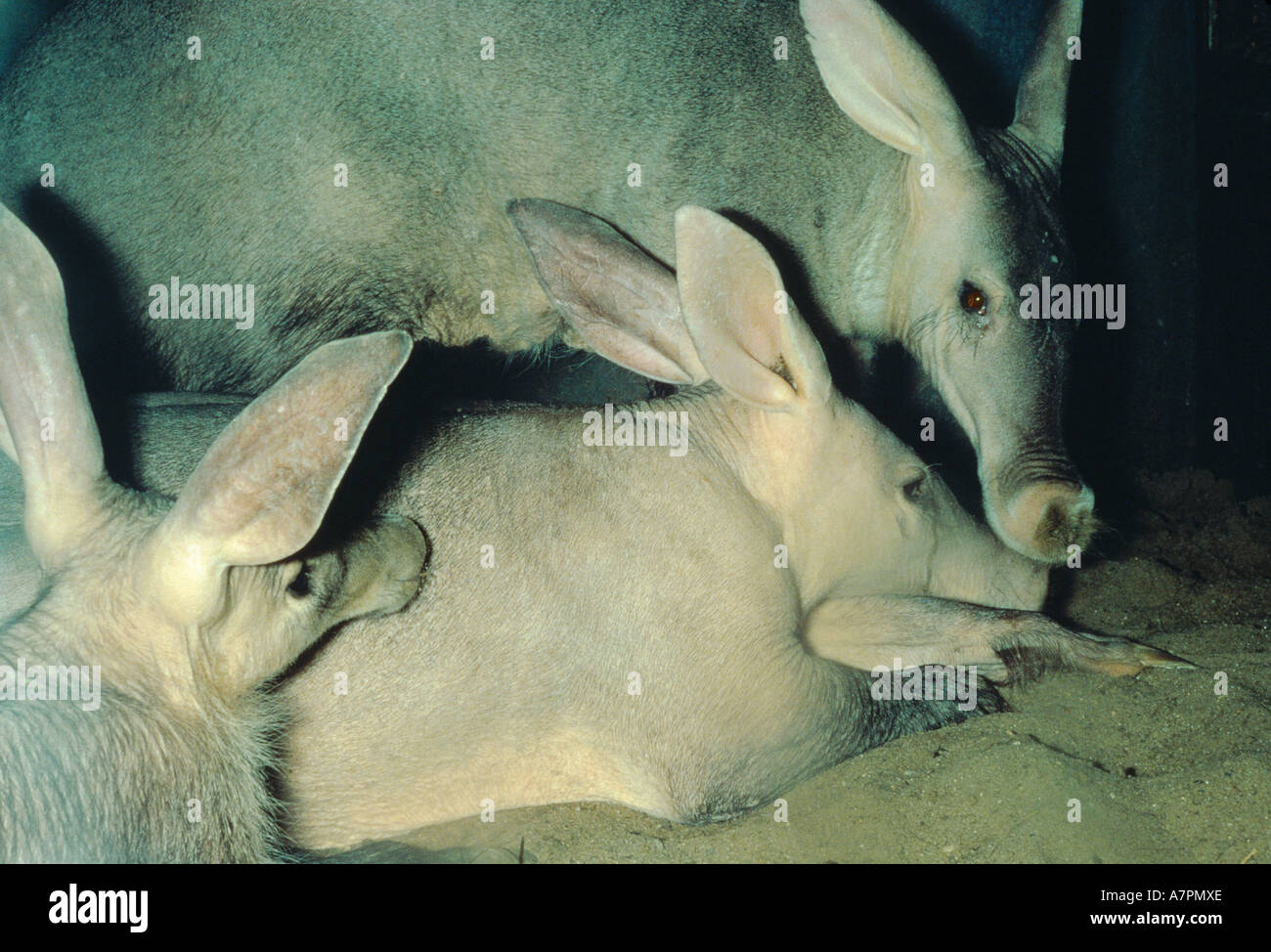 Aardvarks hi-res stock photography and images - Alamy
