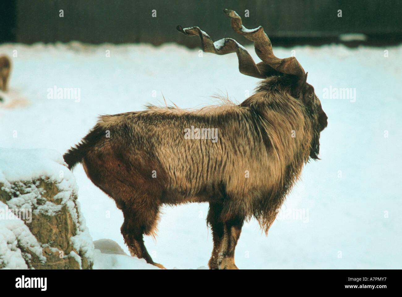 markhor (Capra falconeri), in enclosure, captive Stock Photo - Alamy