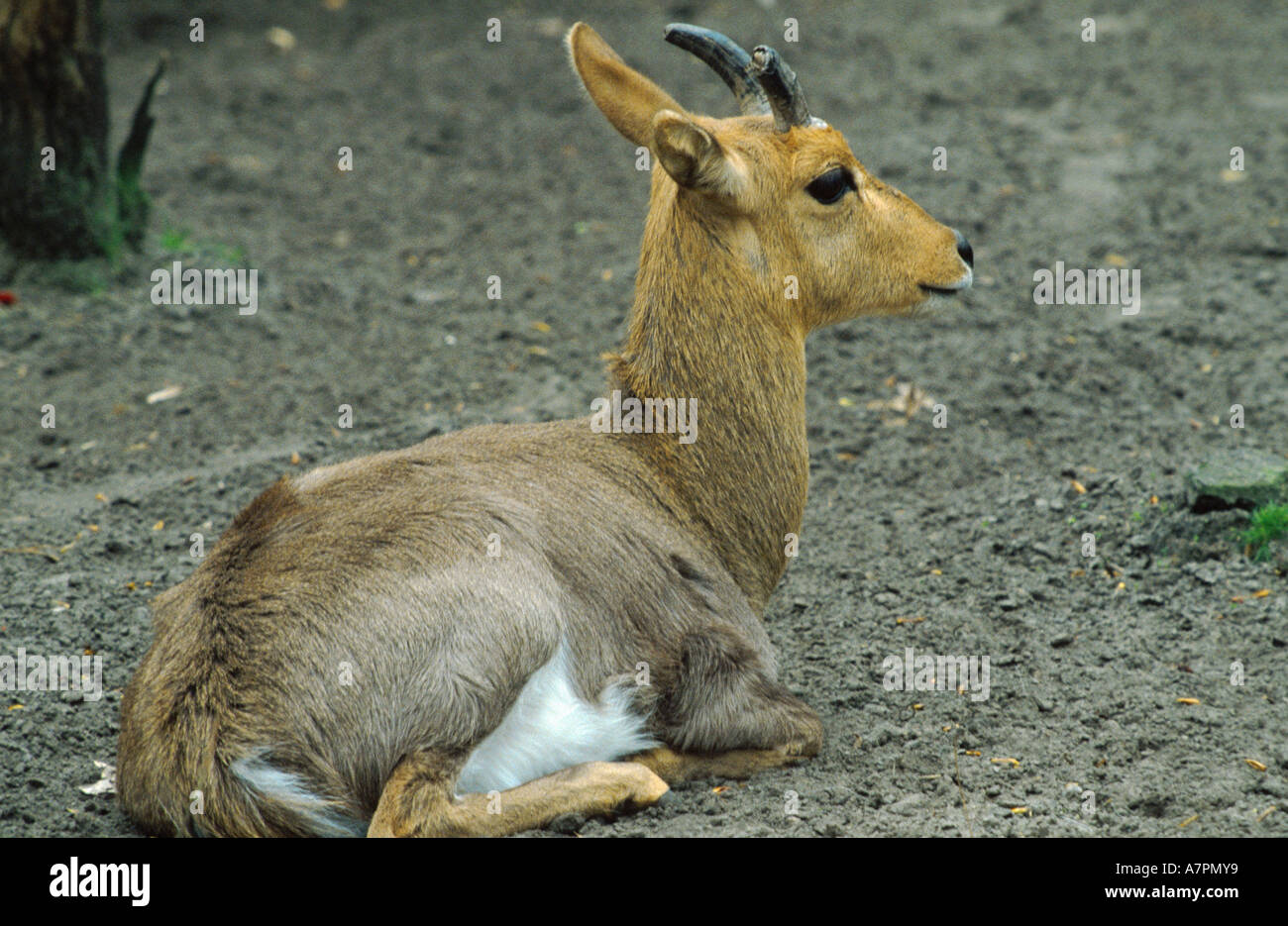 mountain reedbuck (Redunca fulvorufula), lying in enclosure, captive ...