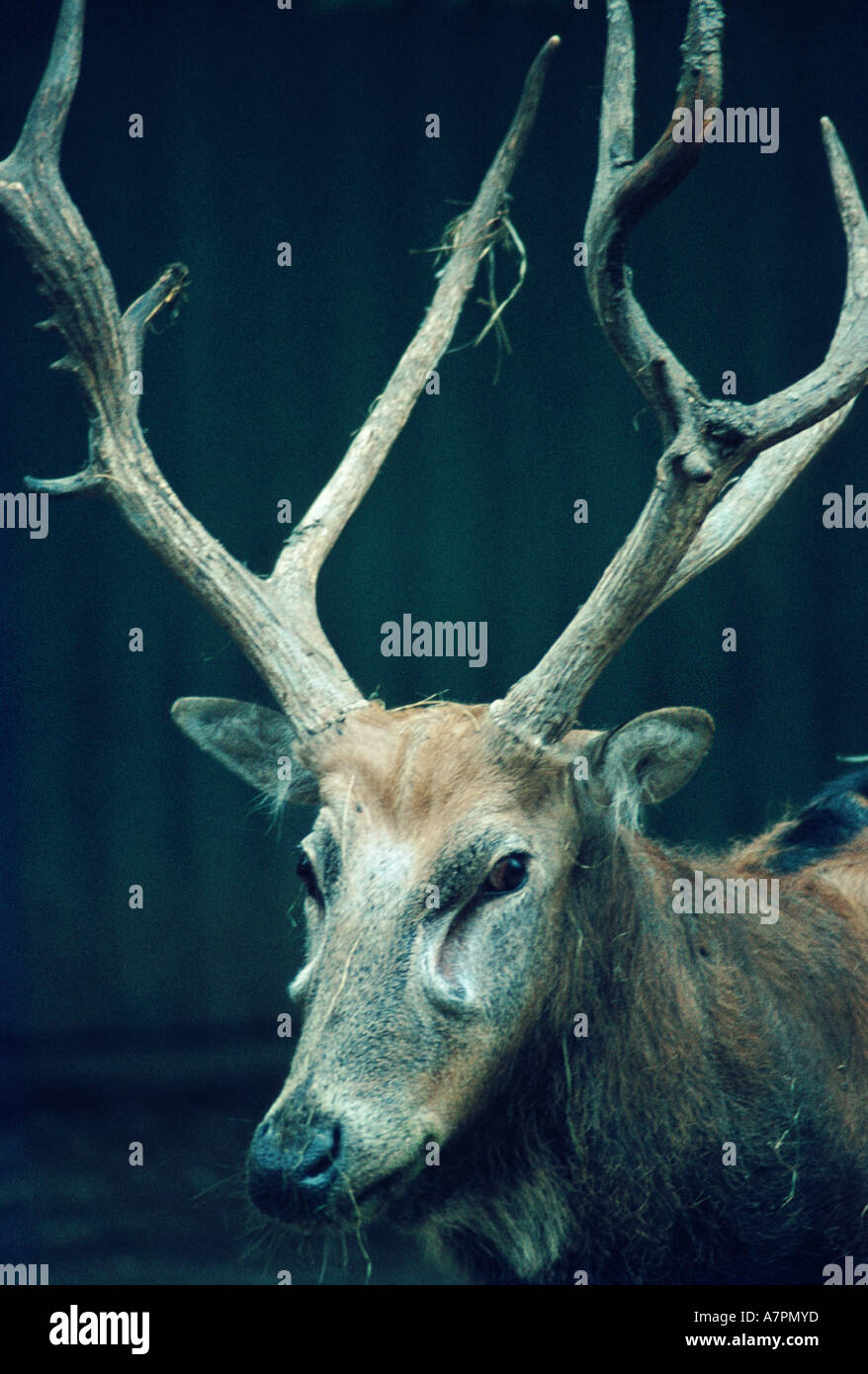 Pre David's deer (Elaphurus davidianus), portrait, frontal Stock Photo ...
