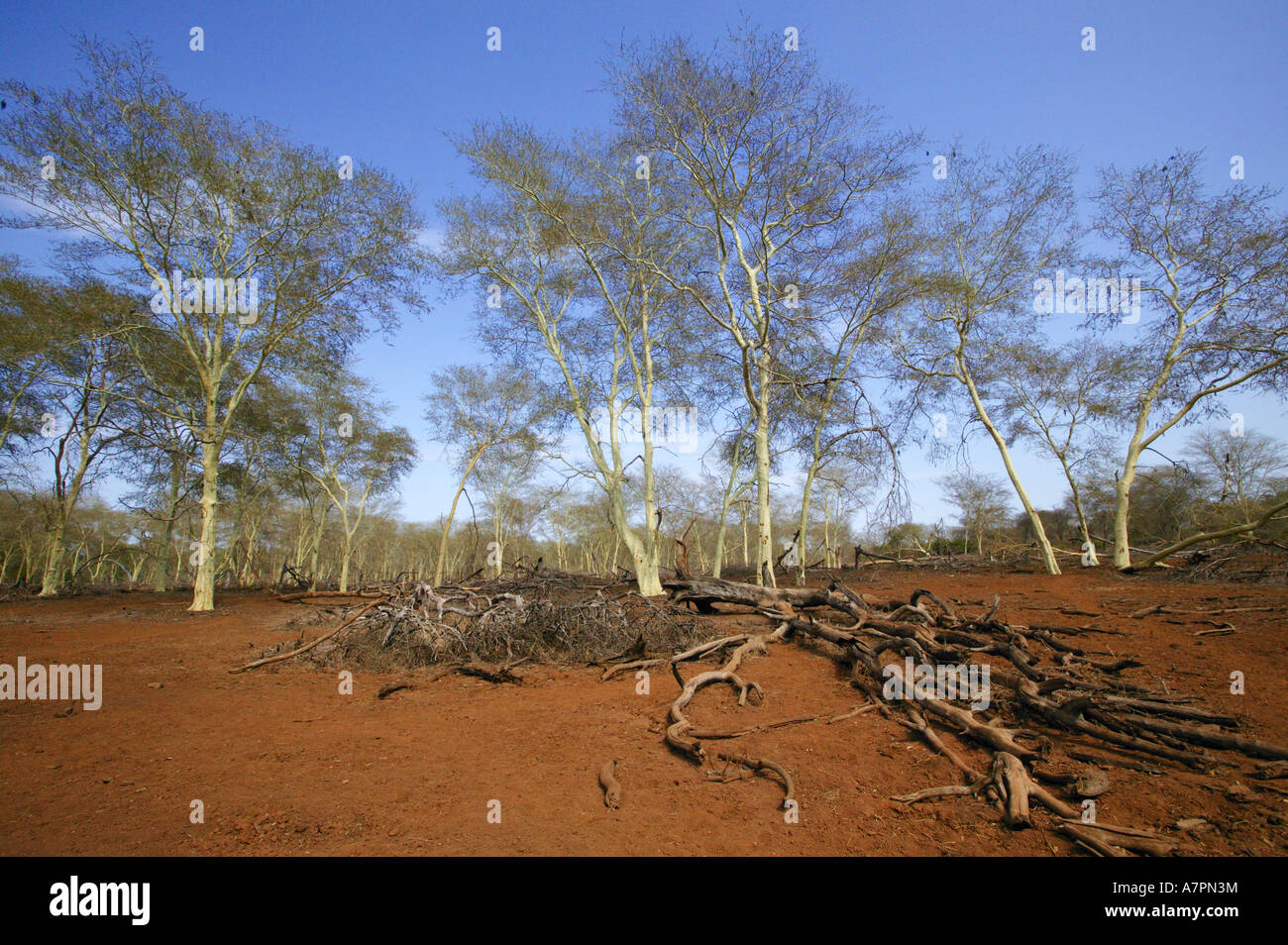 Fever tree forest Acacia xanthophloea on the floodplain adjacent to the ...