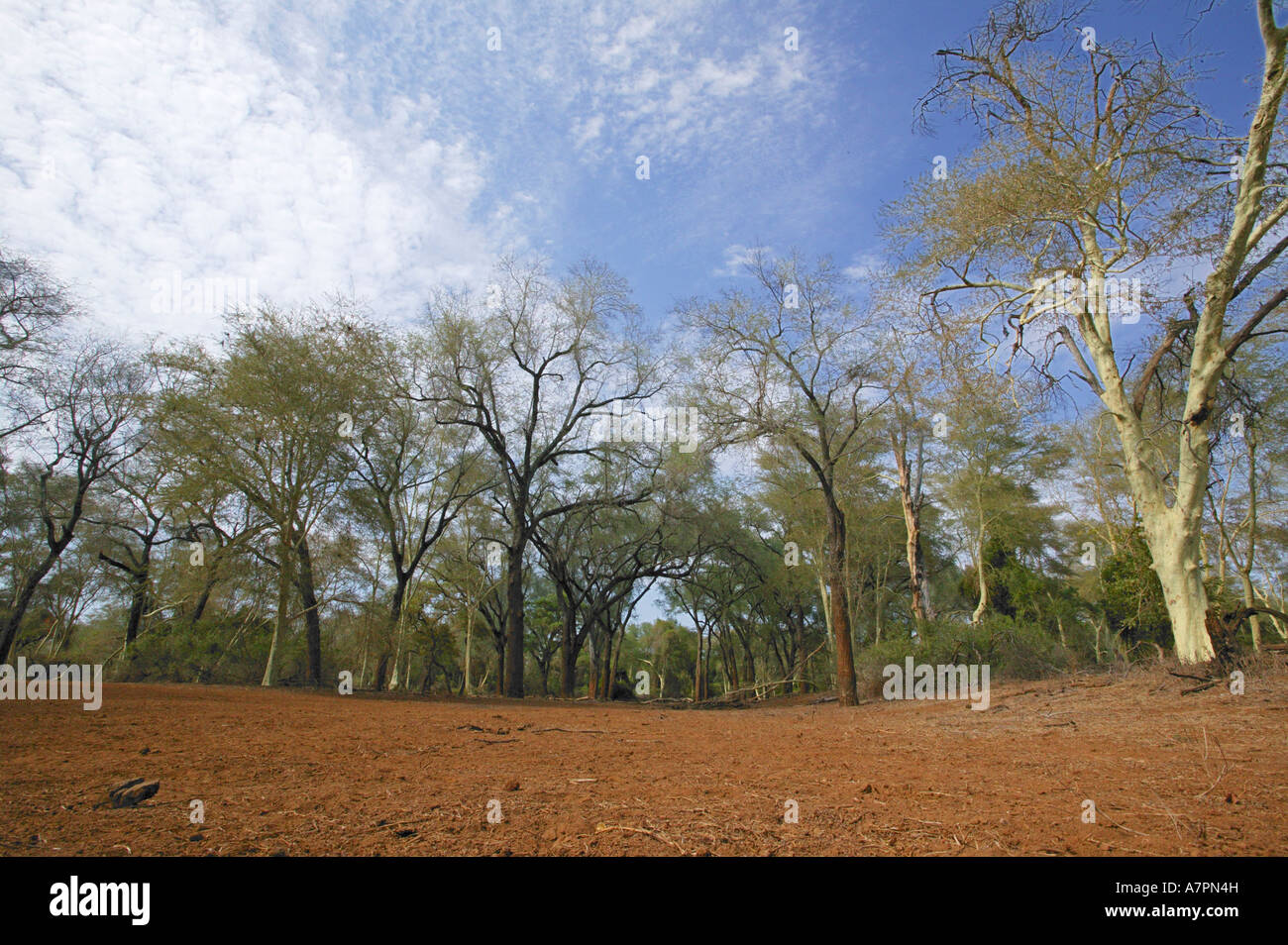 Feidherbia albida Annaboom and a large fever tree in a forest Acacia ...