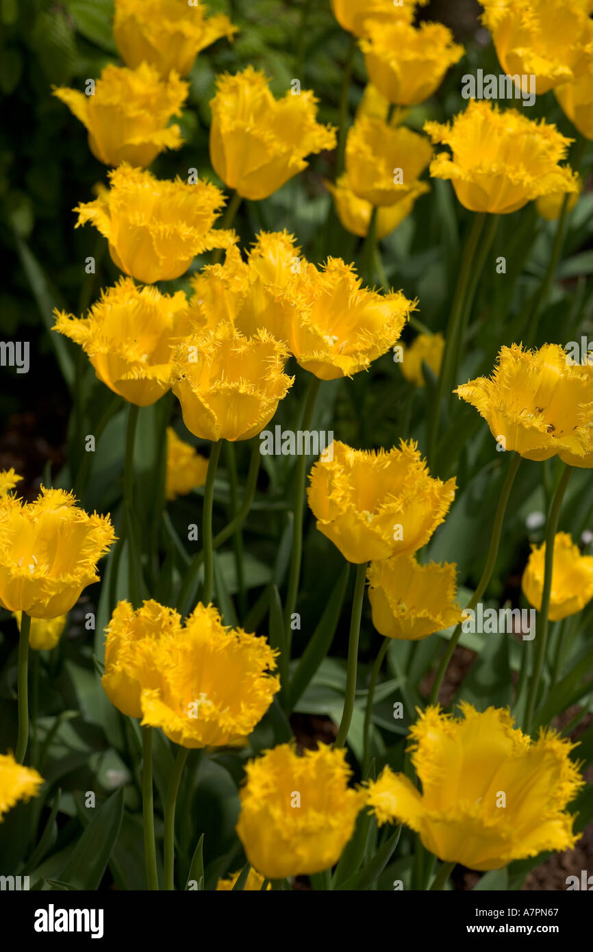 Tulipa hamilton hi-res stock photography and images - Alamy