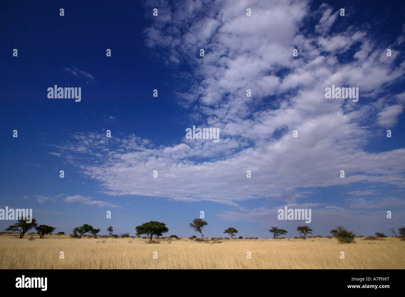 Scenic view of grasslands and scattered trees in the northern Kalahari ...