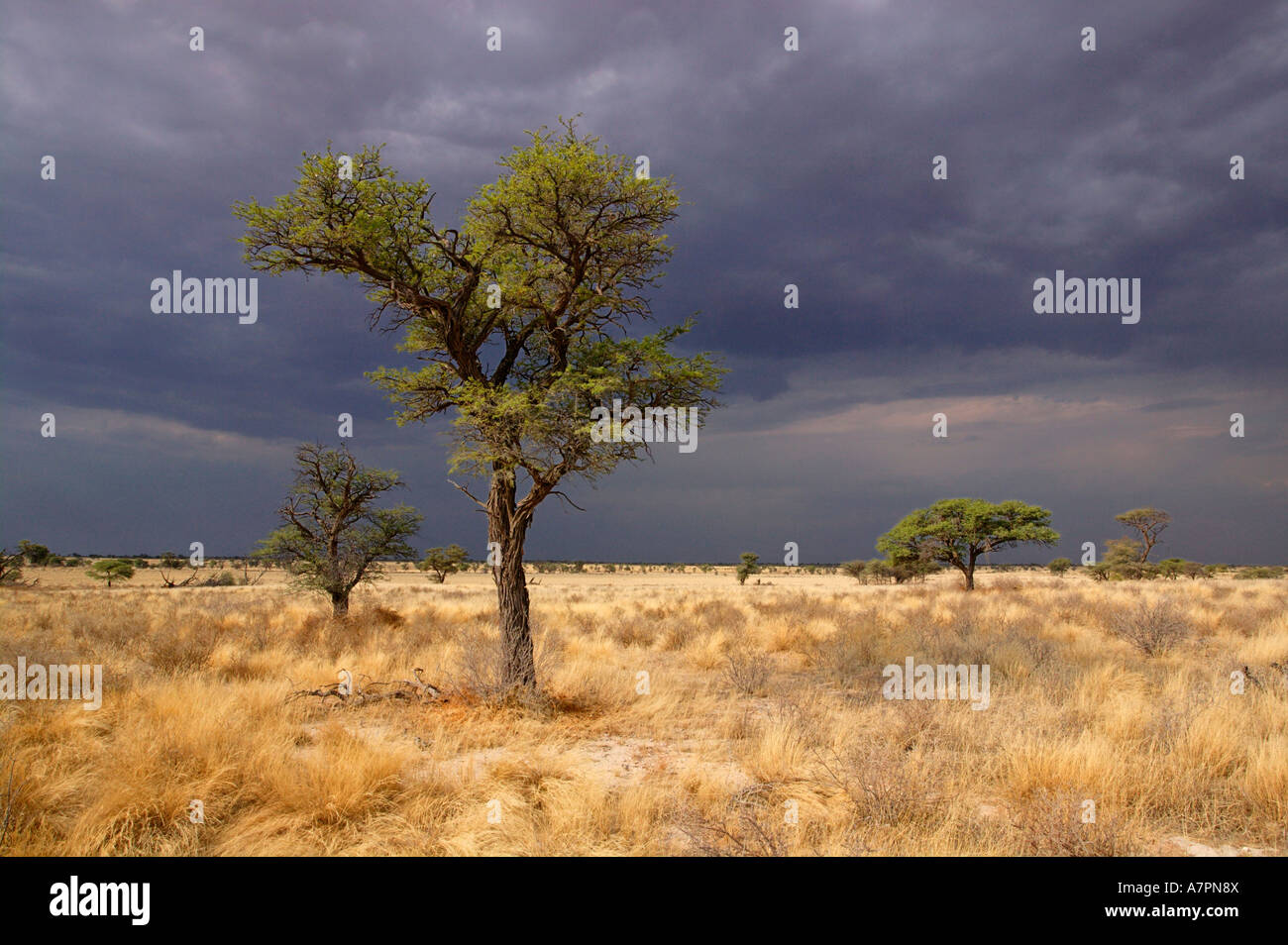 A flowering camelthorn Acacia erioloba tree in a savannah under a dark ...