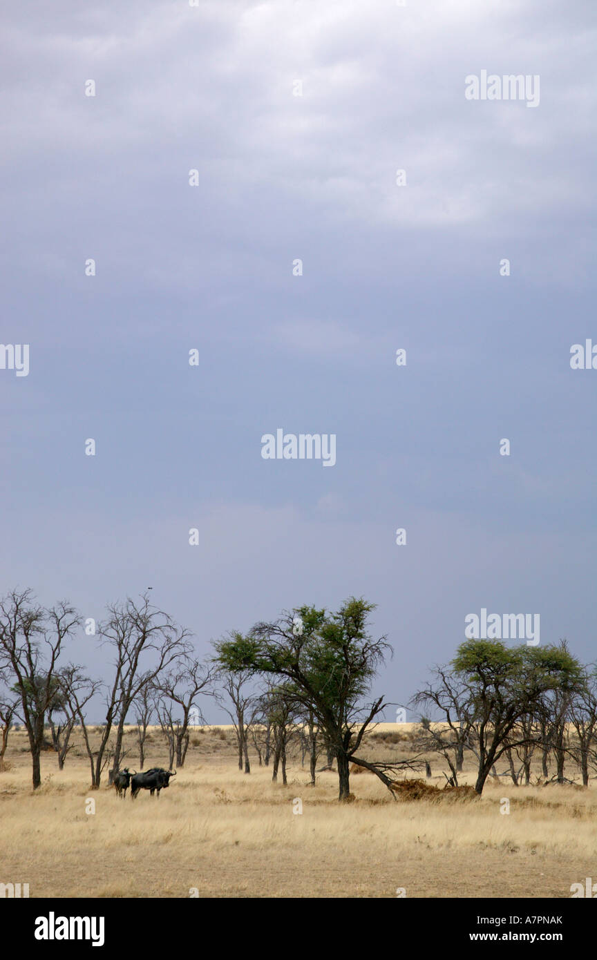 Trees grassland kalahari transfrontier hi-res stock photography and ...