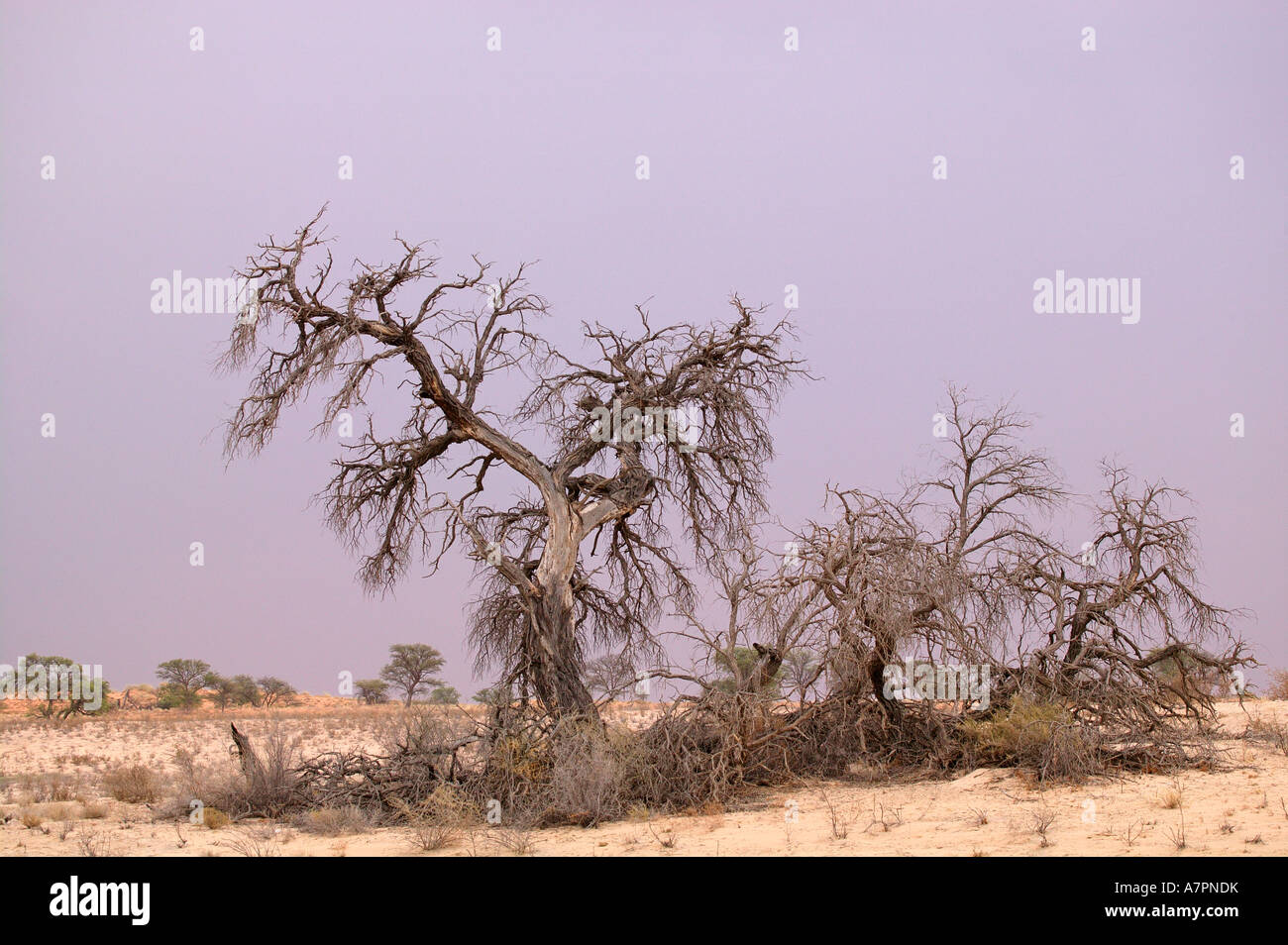 Tree kalahari scene south africa hi-res stock photography and images ...