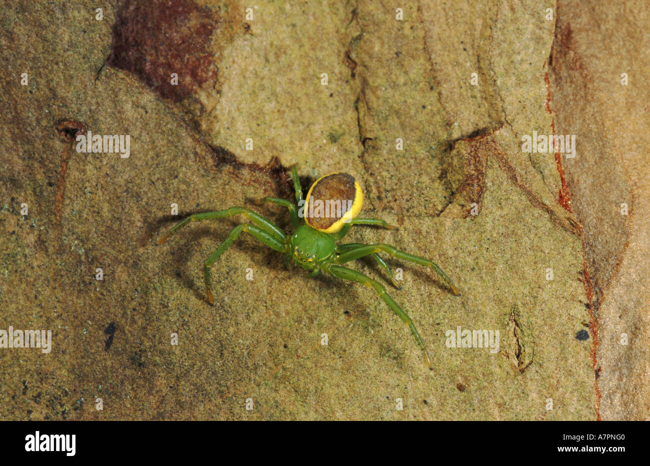 green crab spider (Diaea dorsata Stock Photo - Alamy